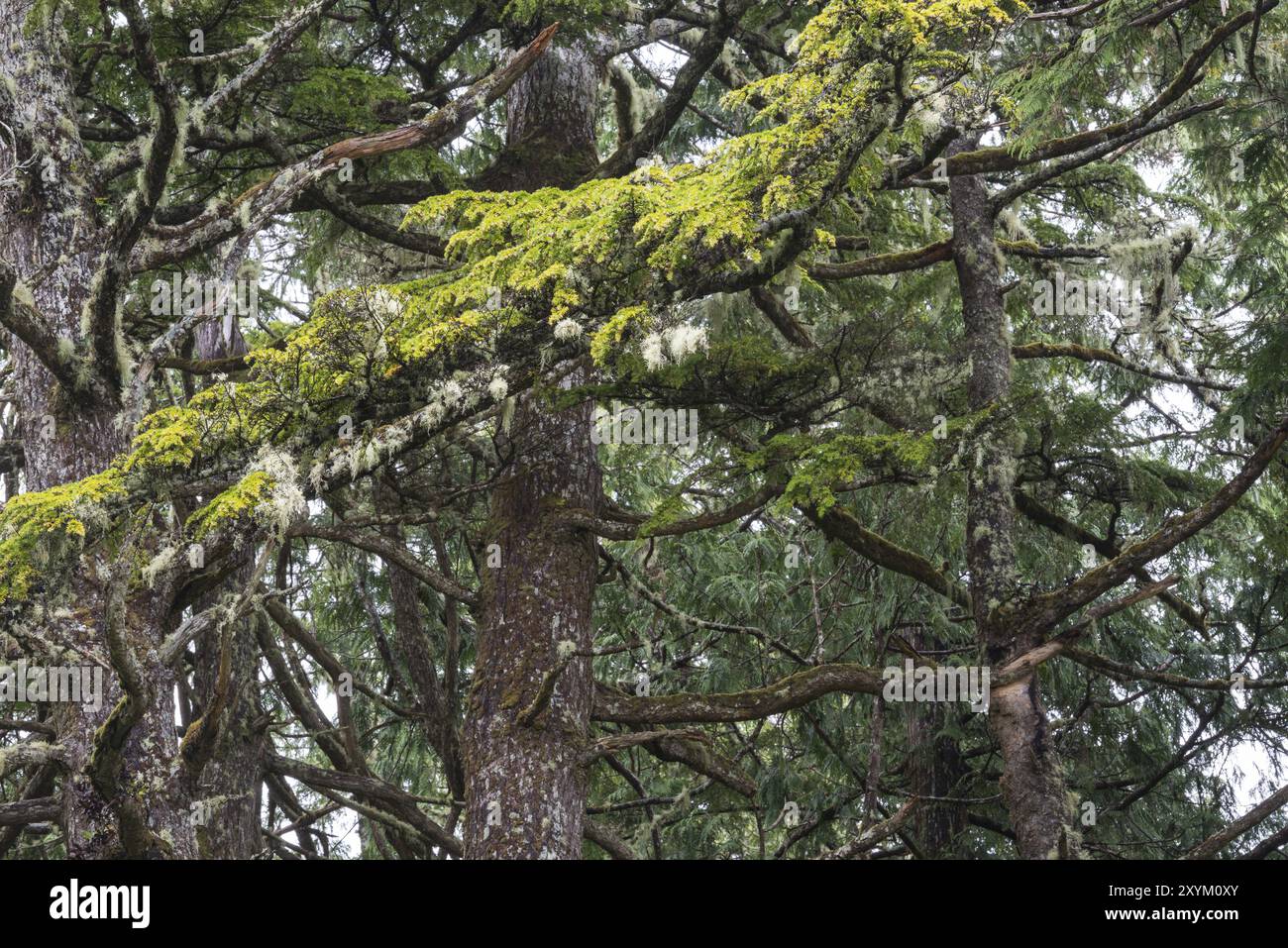 Temperate rainforest on the west coast of Vancouver Island in Canada ...