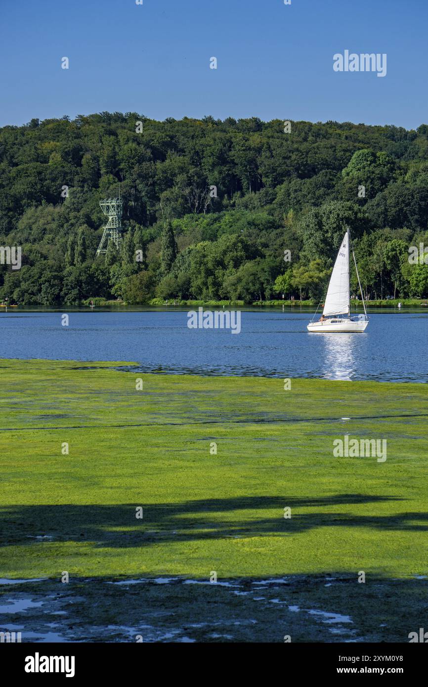 Waterweed, Elodea, an invasive species, green carpet of plants on Lake ...