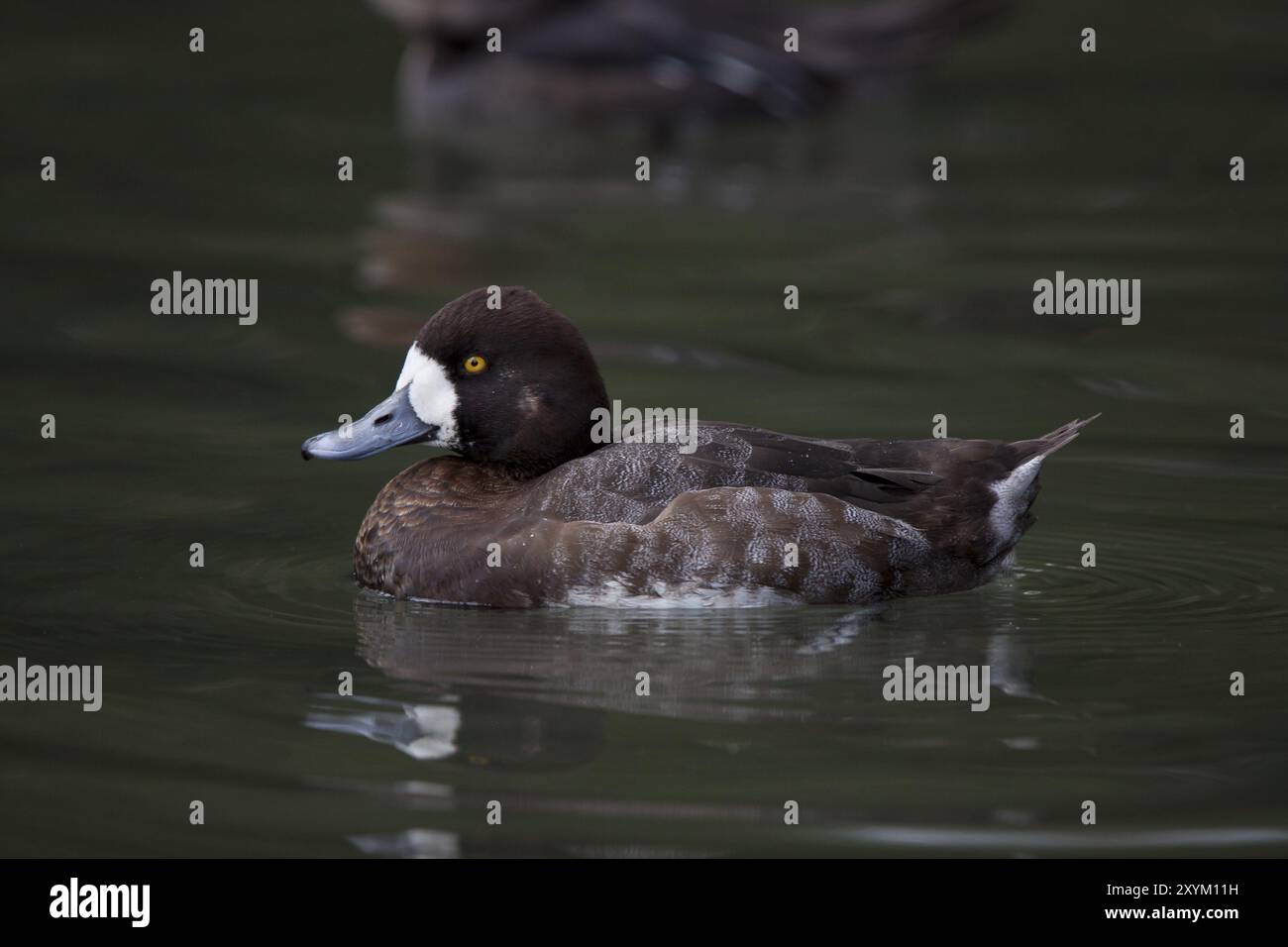 Scaup, female, Aythya marila, greater scaup, female Stock Photo - Alamy