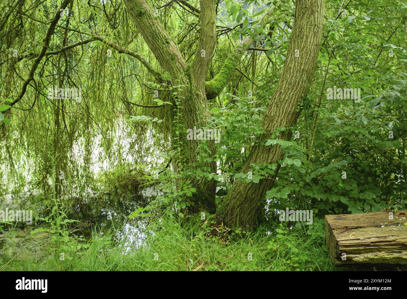 Forest landscape with tree trunks and dense greenery next to calm water ...