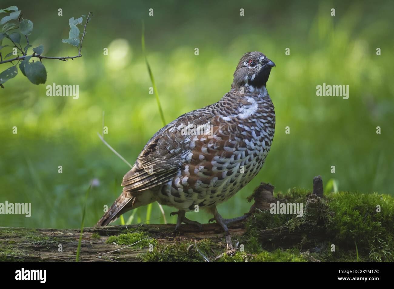 Tetrastes bonasia syn hi-res stock photography and images - Alamy