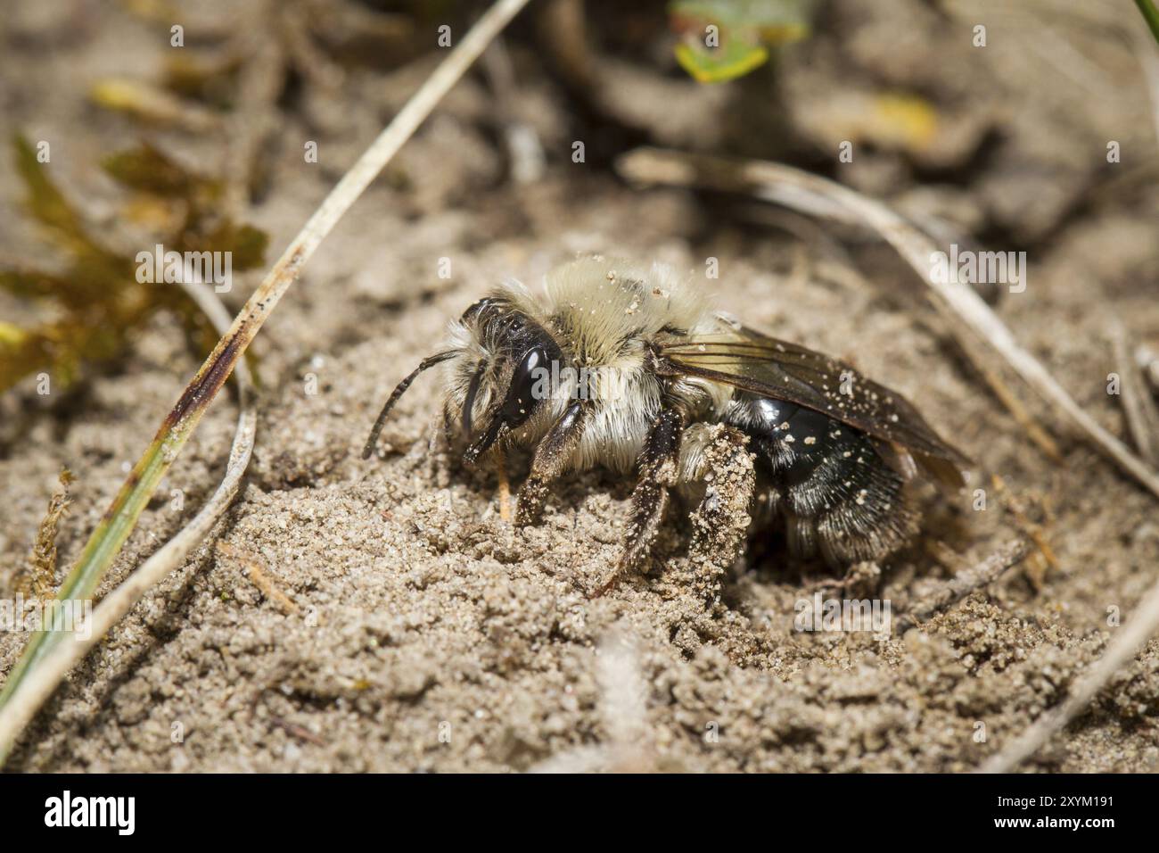 Grey backed mining bee hi-res stock photography and images - Alamy