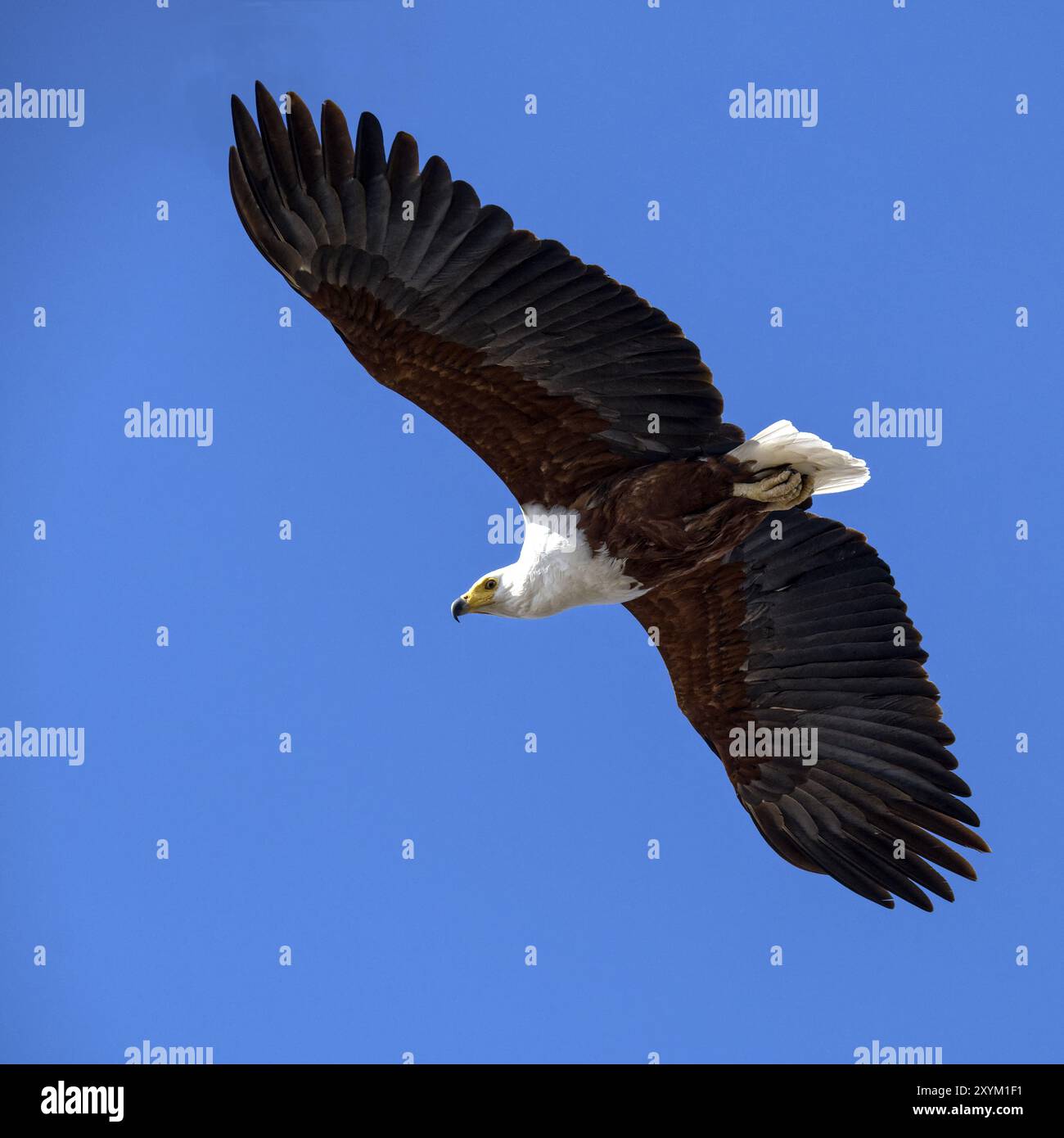 African fish eagle malawi hi-res stock photography and images - Alamy