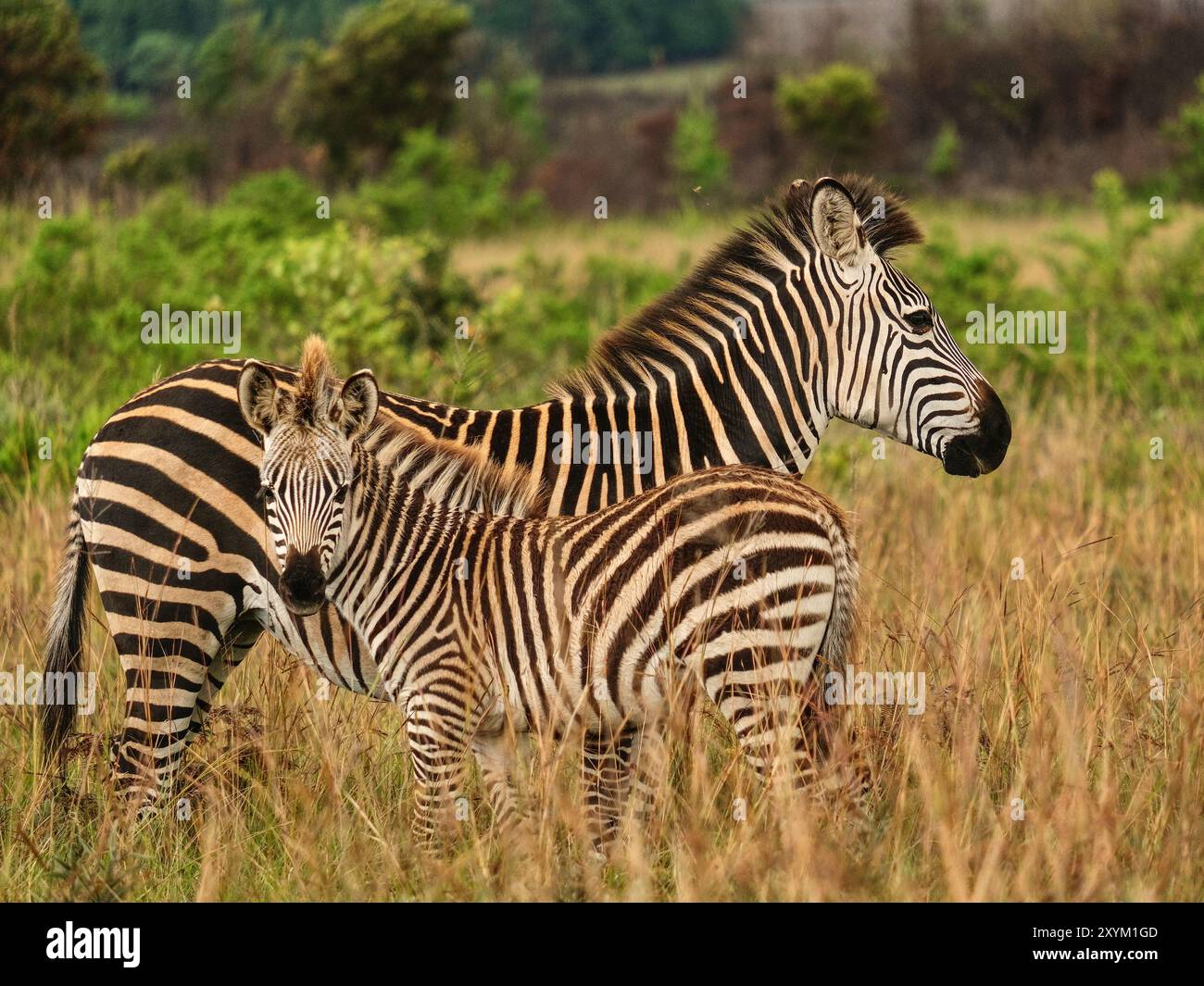 Zebra baby with mother in grasslands of Nyika Plateau, Malawi Africa ...