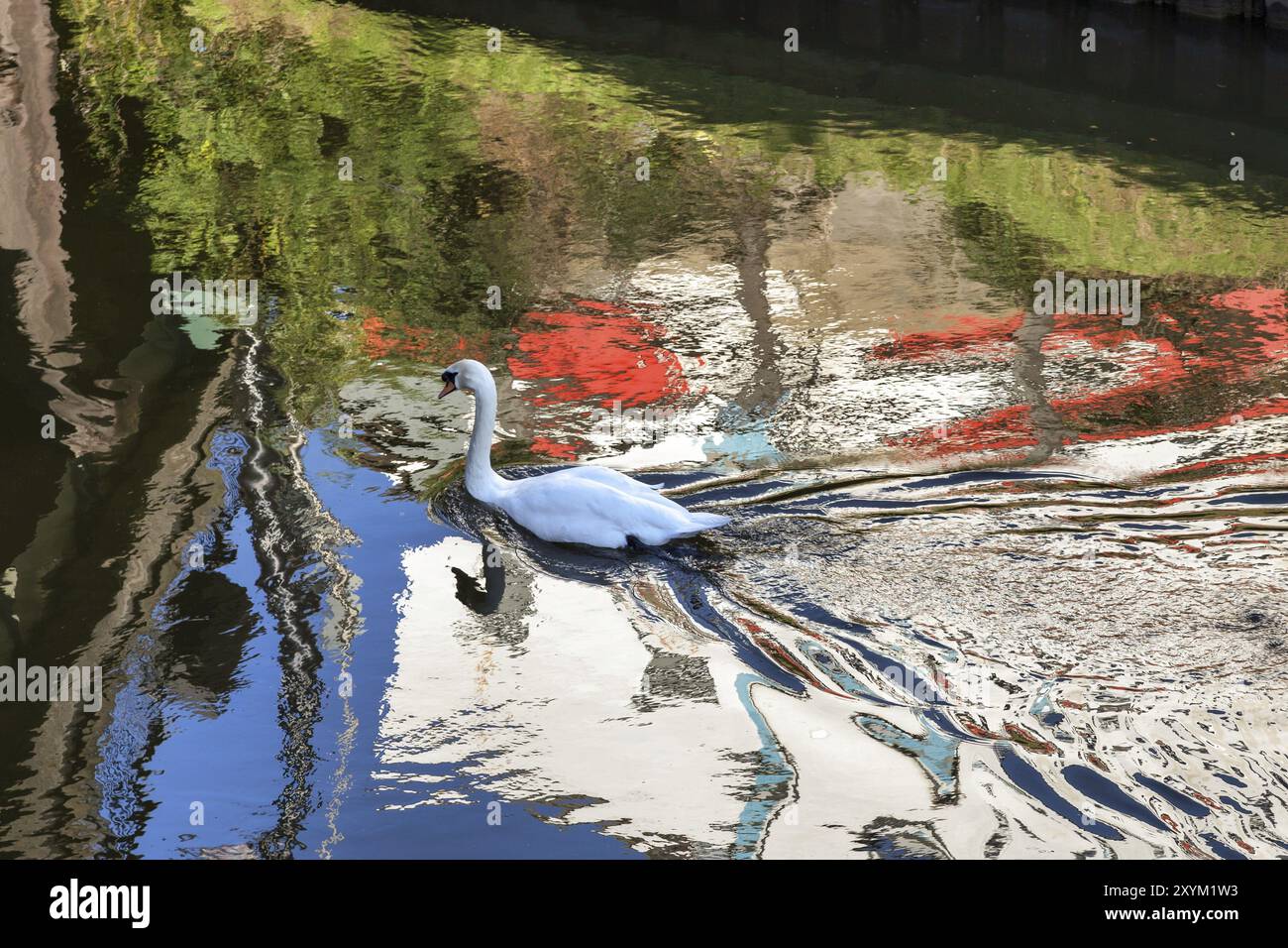 River nene animals hi-res stock photography and images - Alamy