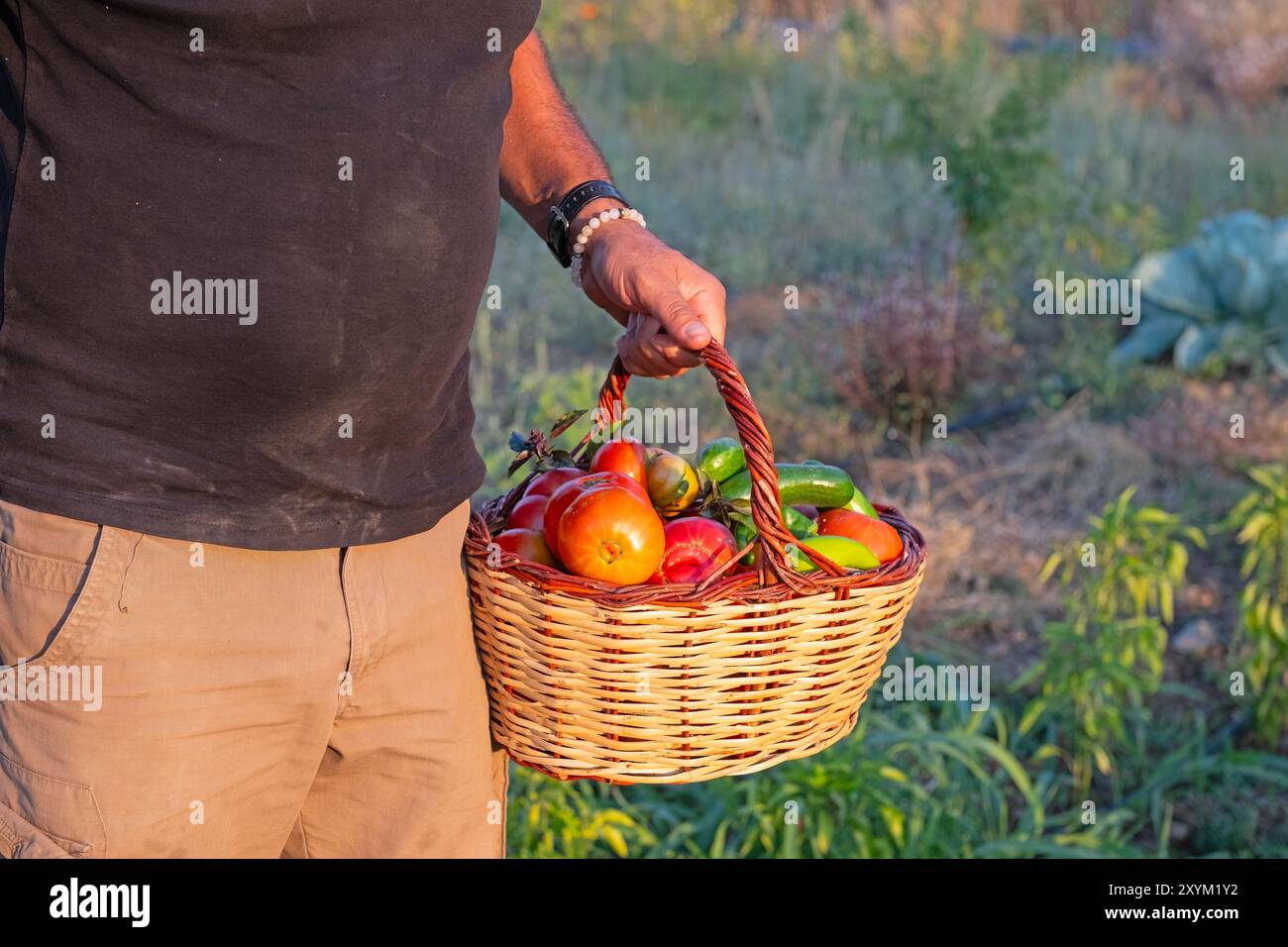 Farmer harvesting vegetables from the garden. Various vegetables in ...