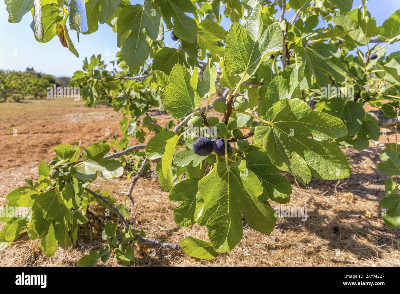 Fig trees in orchard hi-res stock photography and images - Alamy