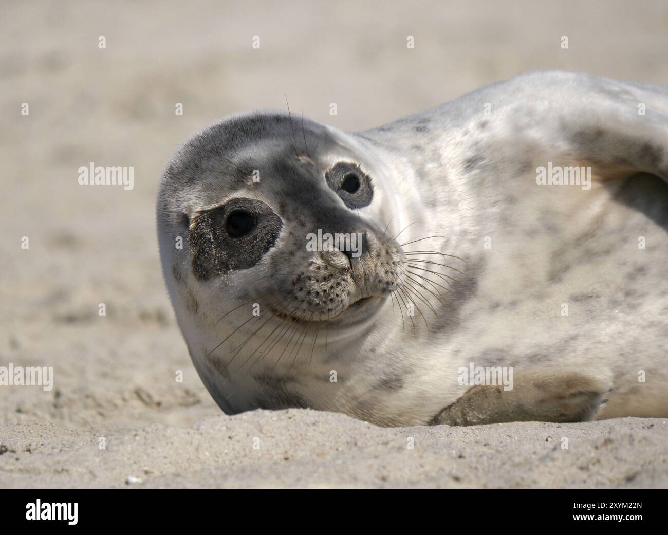 Mammal seal common salt hi-res stock photography and images - Alamy