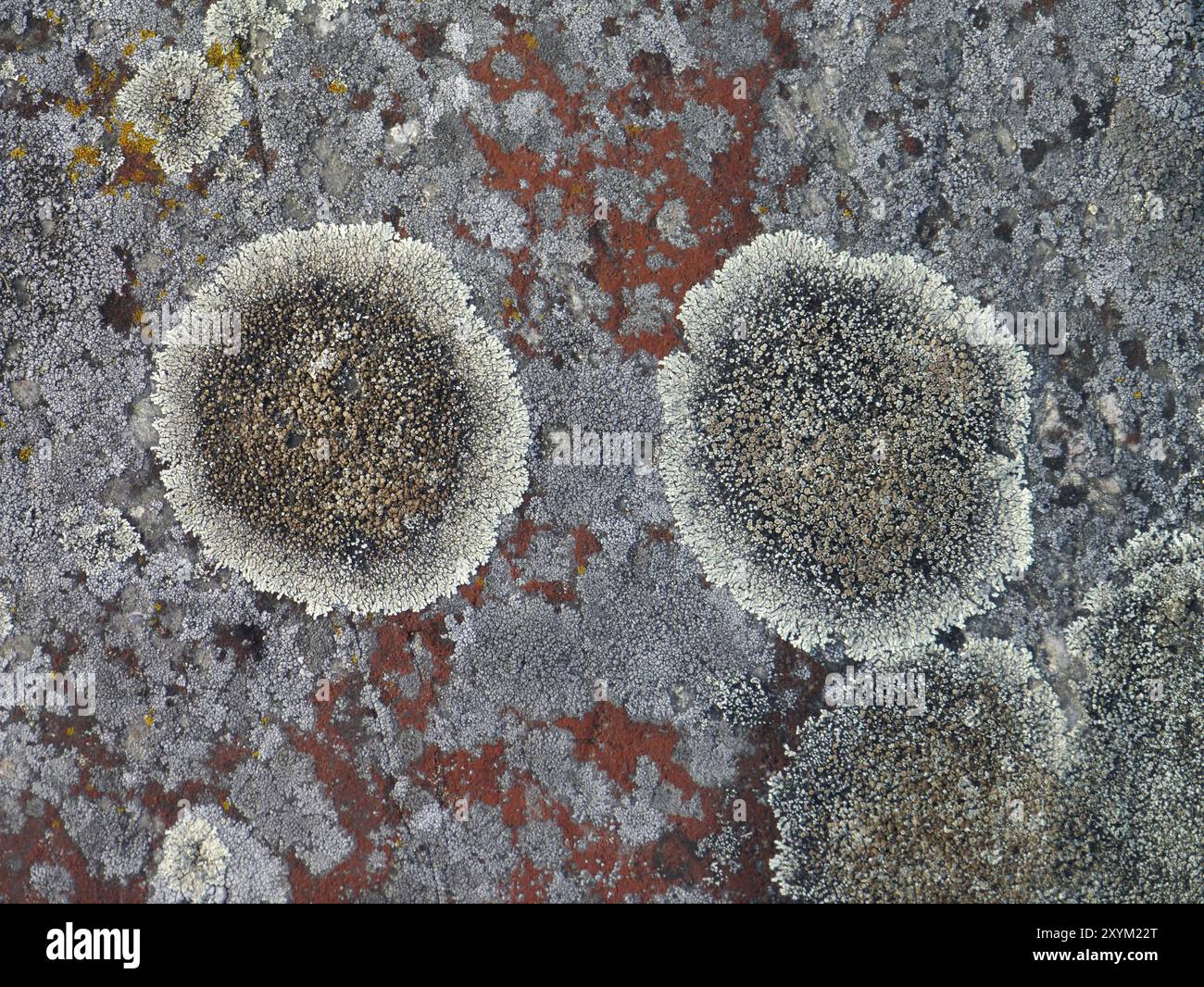 Map lichen, a crustose lichen on a stone Stock Photo - Alamy