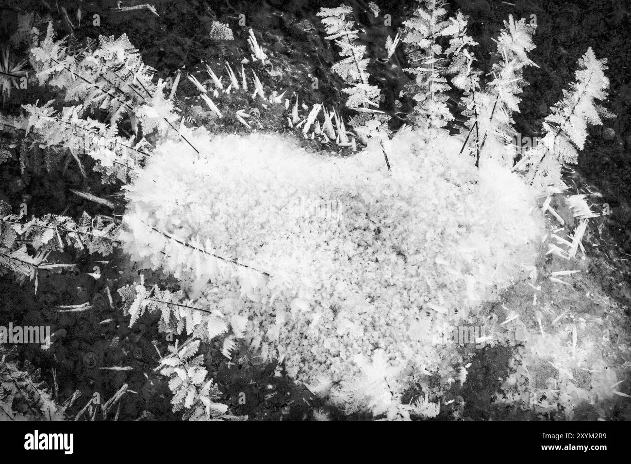 Frost-covered grass on a heart-shaped patch of snow, Muddus National ...
