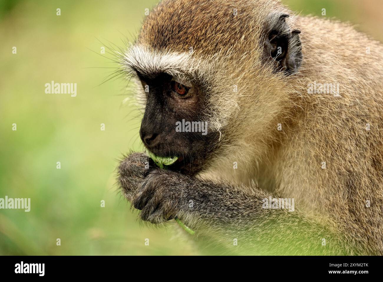 Africa eating with hands hi-res stock photography and images - Alamy