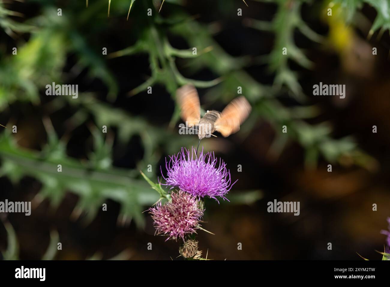 Hawk moth taking nectar from the purple-coloured flower Stock Photo - Alamy