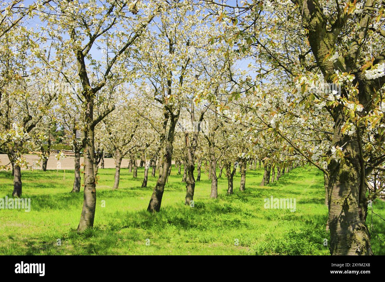 Cherry plantations hi-res stock photography and images - Alamy