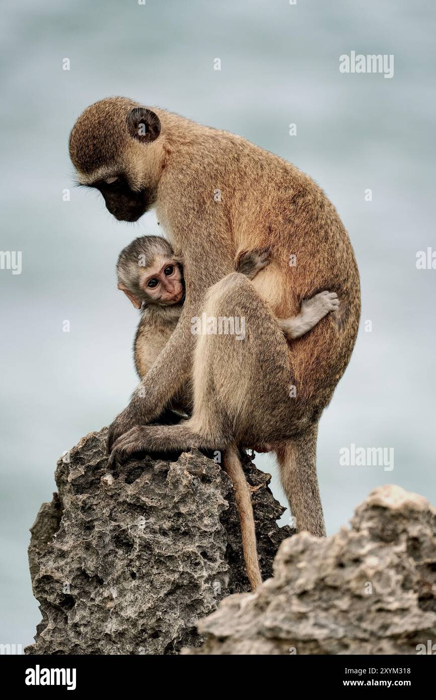 Child holding monkey hi-res stock photography and images - Alamy