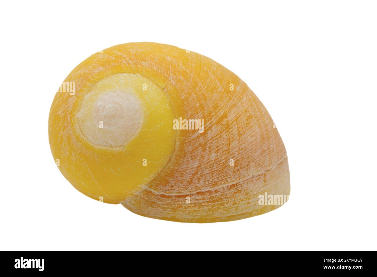 Yellow sea snail on a white background Stock Photo - Alamy