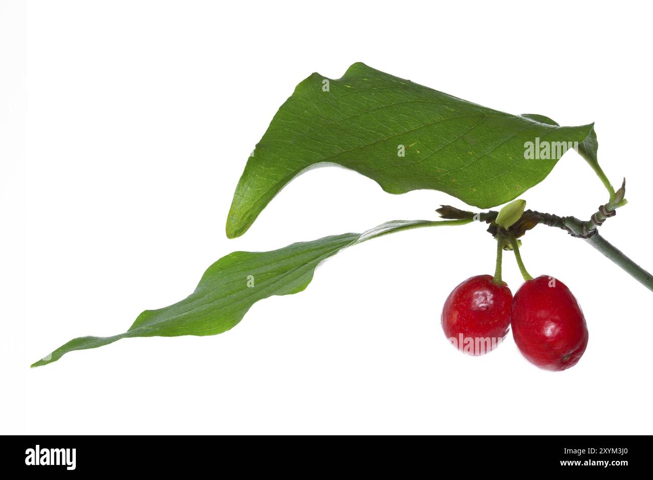 Berries and leaves of a cornelian cherry (Cornus mas Stock Photo - Alamy