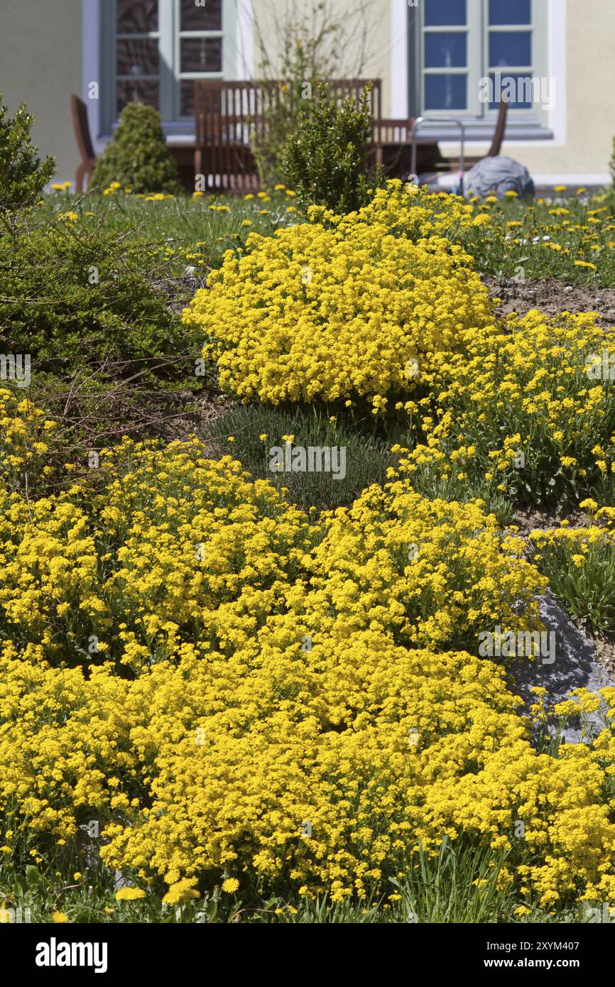 Golden stonecrop hi-res stock photography and images - Alamy