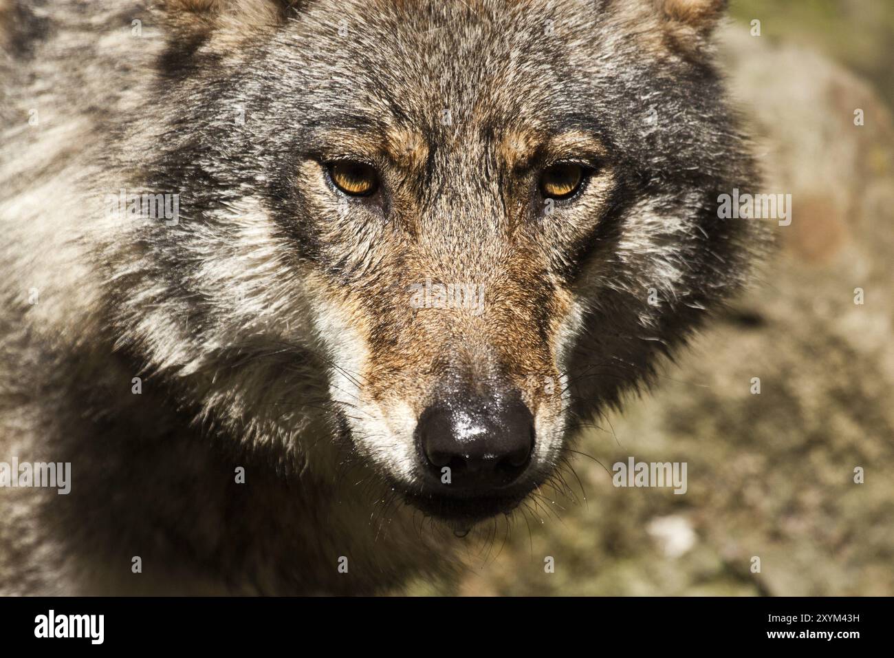 Grauwolf hi-res stock photography and images - Alamy