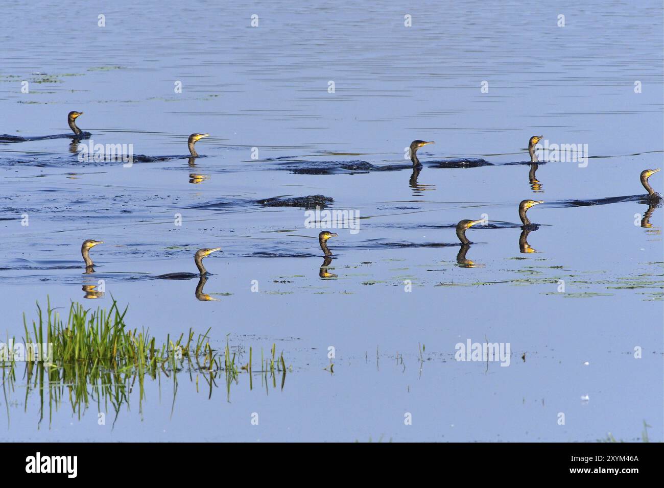 Cormorants hunting. Great cormorant hunting fish in a lake Stock Photo ...