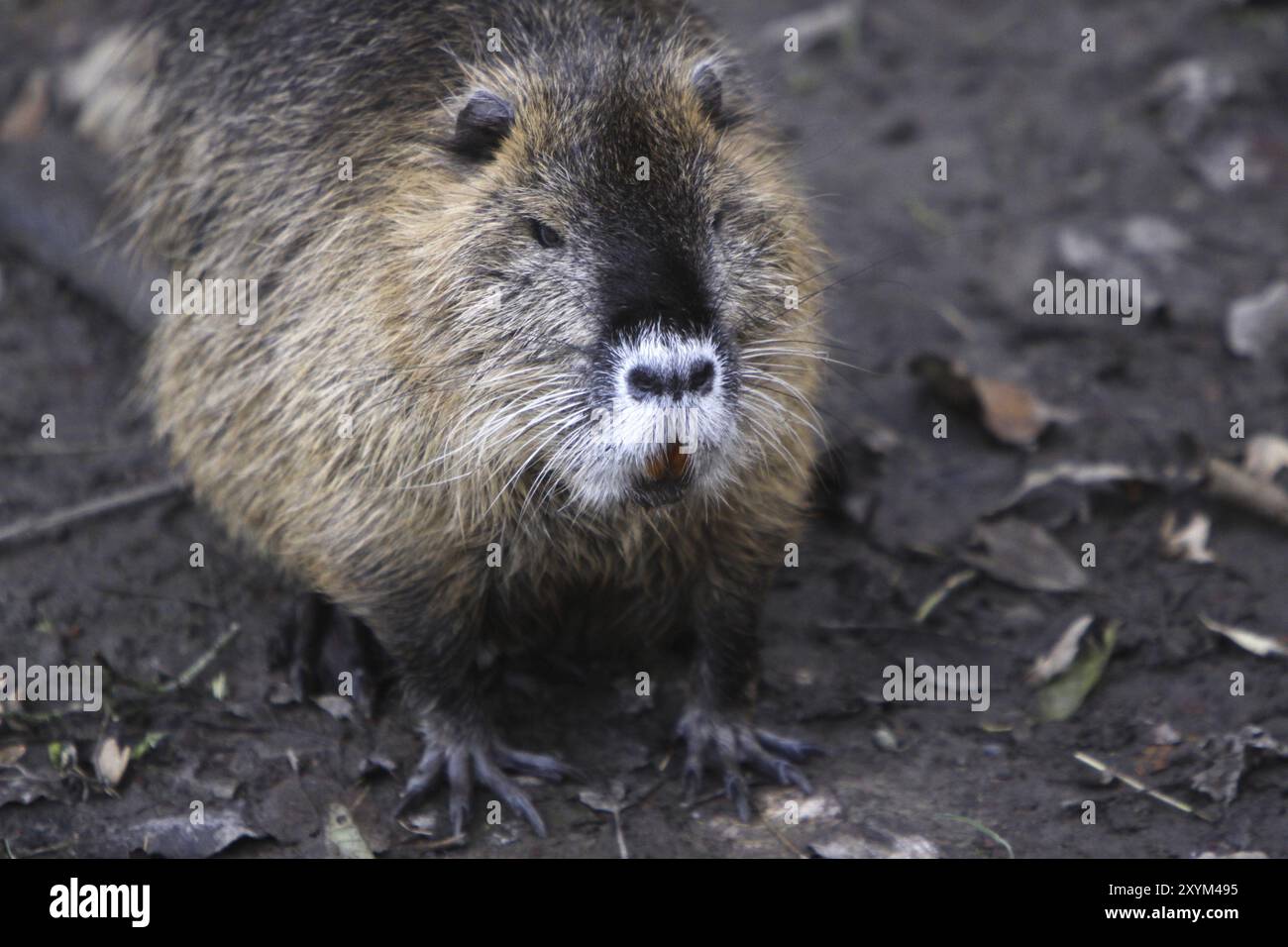 Nutrias habitat hi-res stock photography and images - Alamy