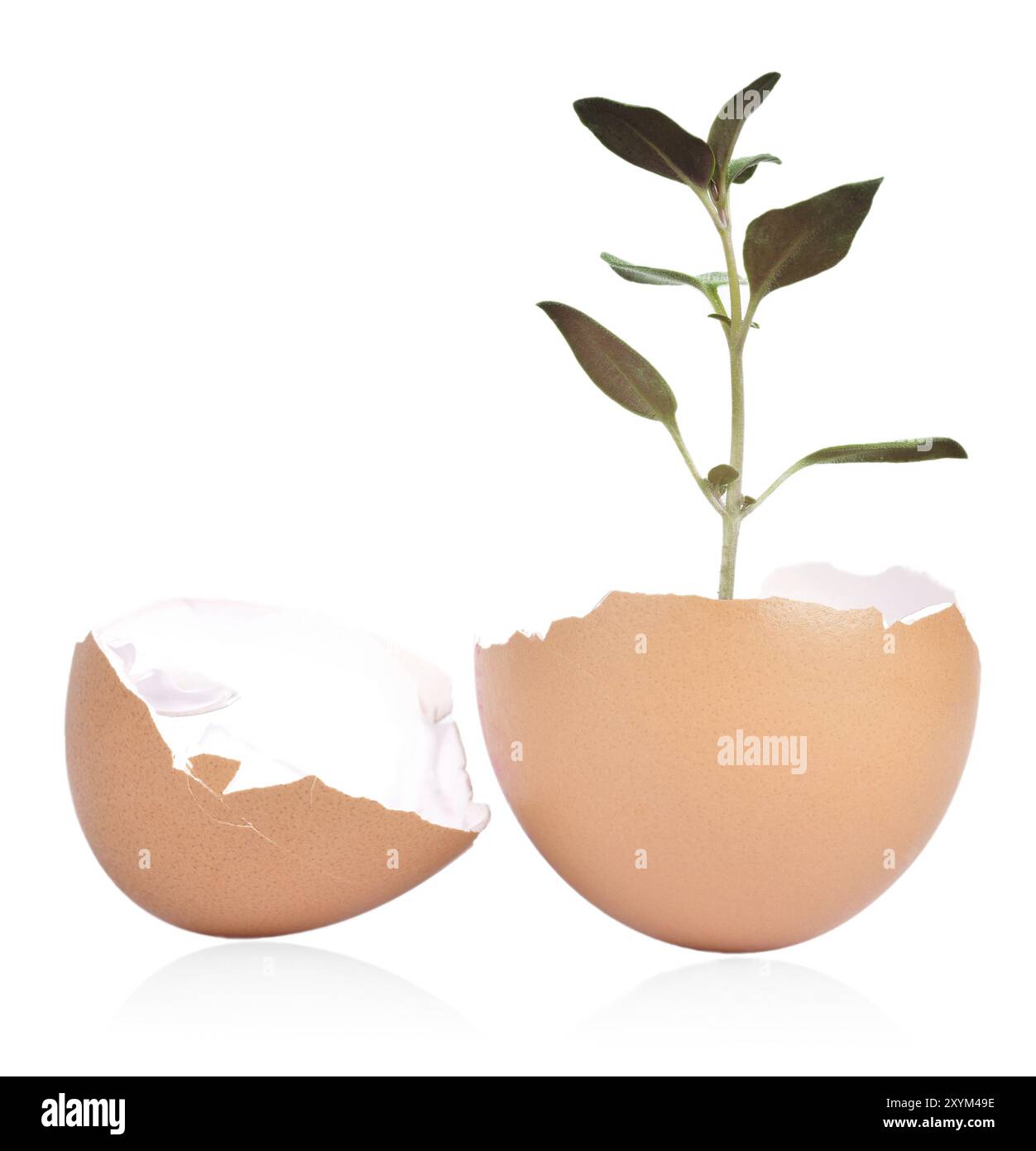 Plant sprouts from a broken egg shell on a white background Stock Photo ...