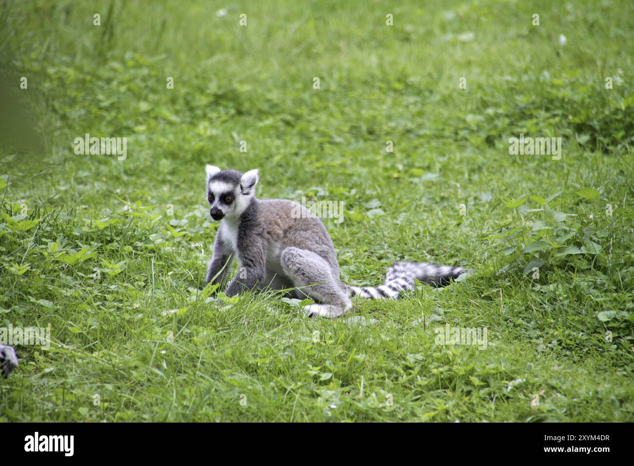 Prosimia hi-res stock photography and images - Alamy