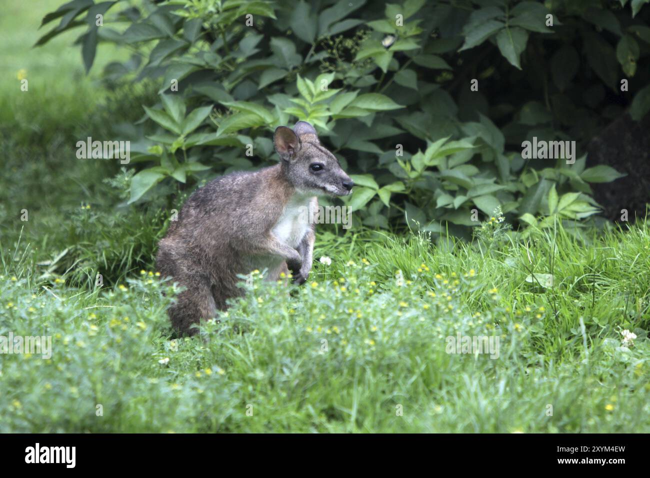 Australian parma wallaby macropus parma hi-res stock photography and ...