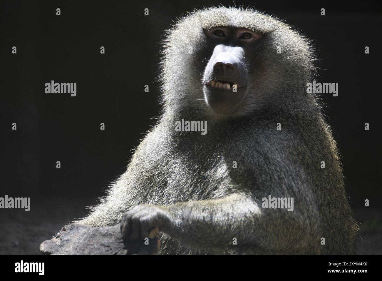 New world baboons hi-res stock photography and images - Alamy
