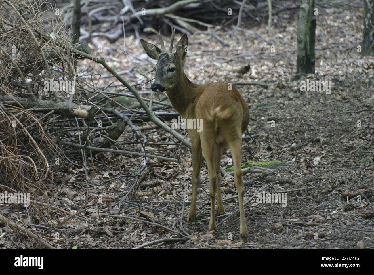 Roebuck in a forest clearing Stock Photo - Alamy