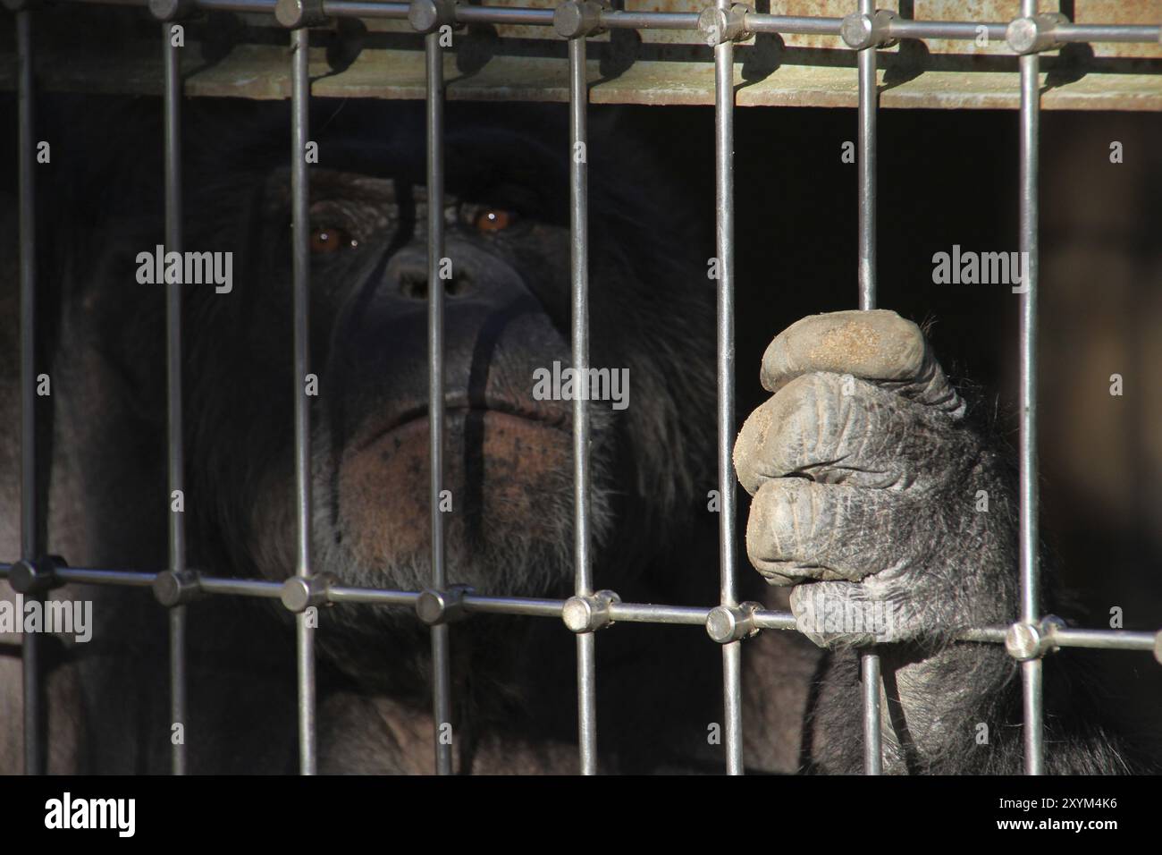 Old chimpanzee in a cage Stock Photo - Alamy