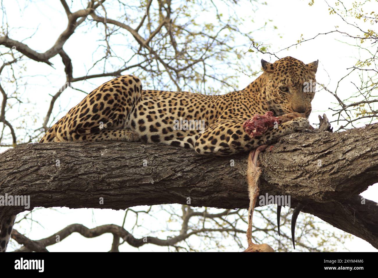Leopard feeding on a tree in the Kruger National Park in South Africa ...
