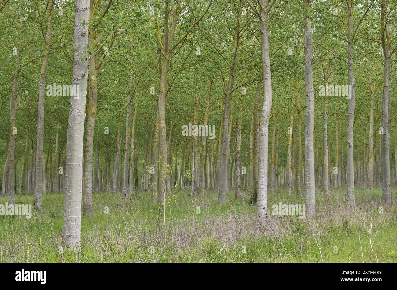 Poplar forest, Populus forest 09 Stock Photo - Alamy