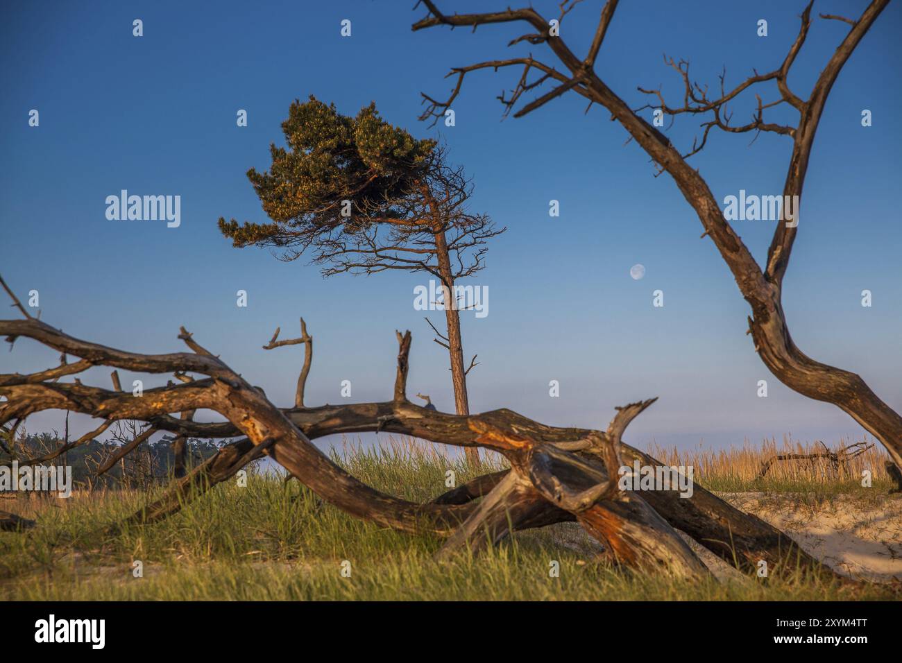 Tree crooked growth hi-res stock photography and images - Alamy