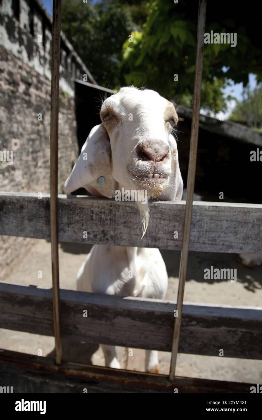 White goat under the wooden border. Penang collection Stock Photo - Alamy