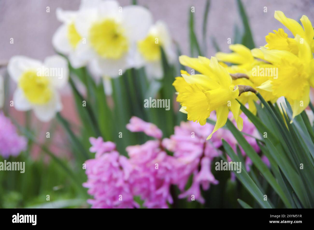 Daffodil and hyacinth, daffodil and hyacinth Stock Photo - Alamy