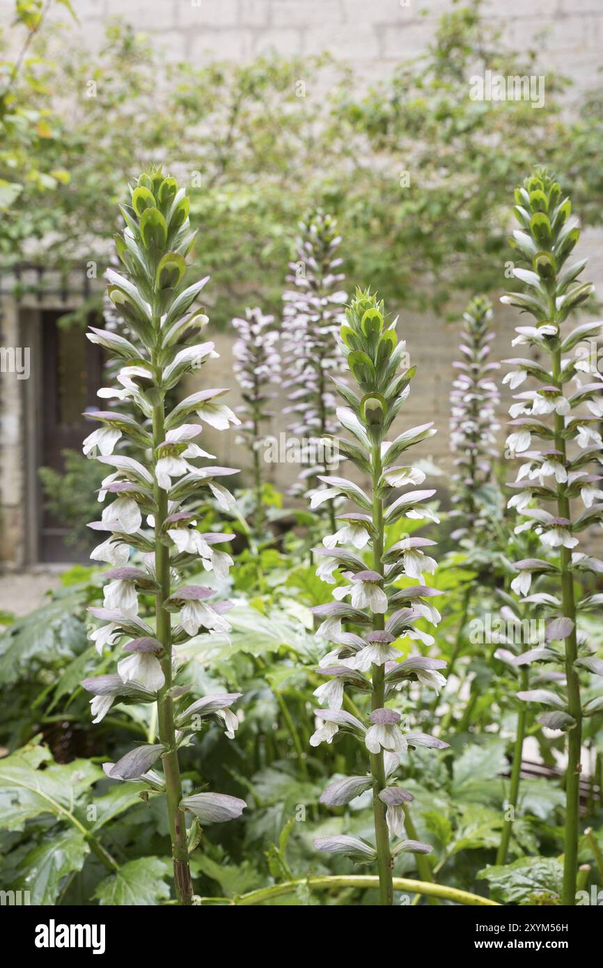 Acanthus mollis (Acanthus Mollis Stock Photo - Alamy