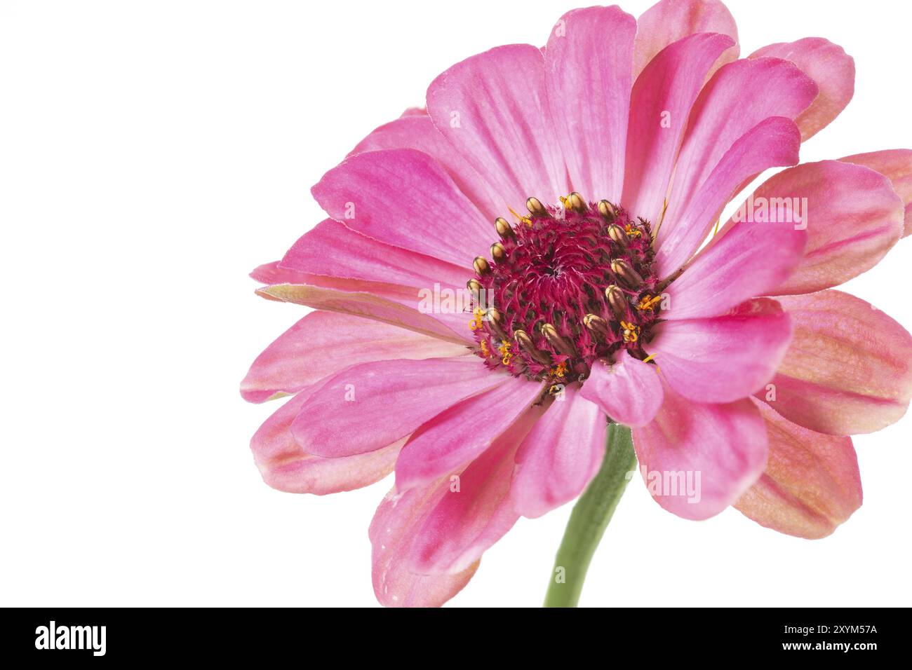 Zinnia detail Cut Out Stock Images & Pictures - Alamy