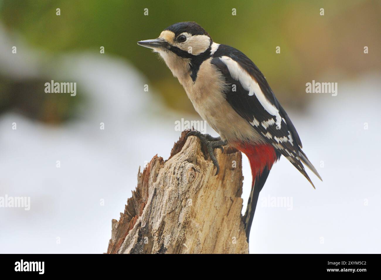 Dendrocopus major, (Picoides major Stock Photo - Alamy