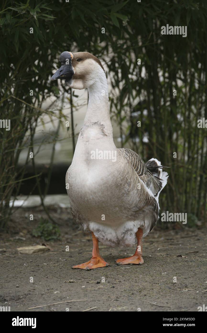 Domestic goose anser anser f domestica hi-res stock photography and ...