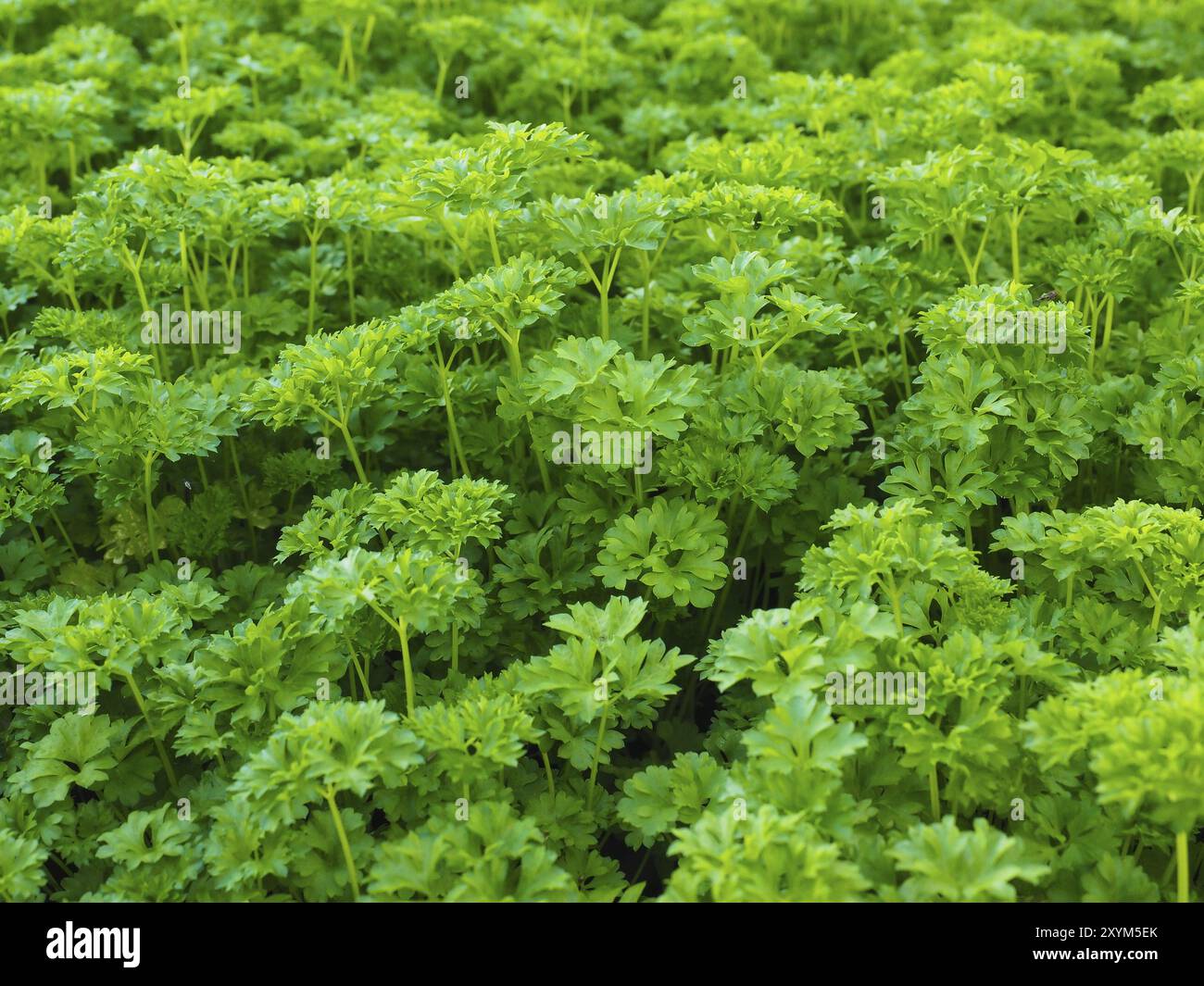 Curly leaf parsley, up close in a field Stock Photo - Alamy