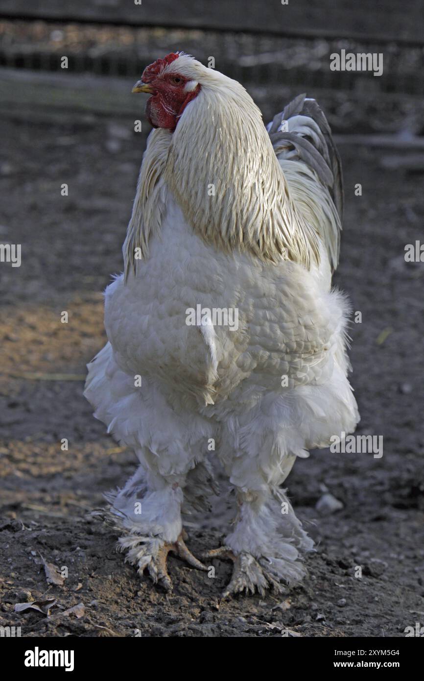 White Brahma Rooster Stock Photo - Alamy