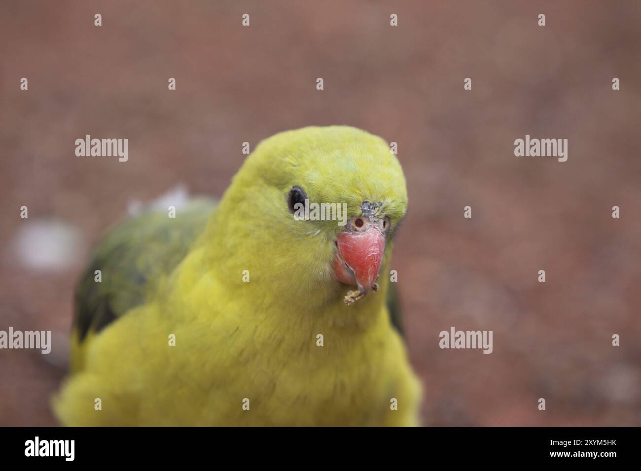Mountain parakeet hi-res stock photography and images - Alamy
