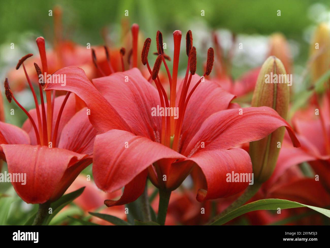Lilium flowering plants closeup view hi-res stock photography and ...