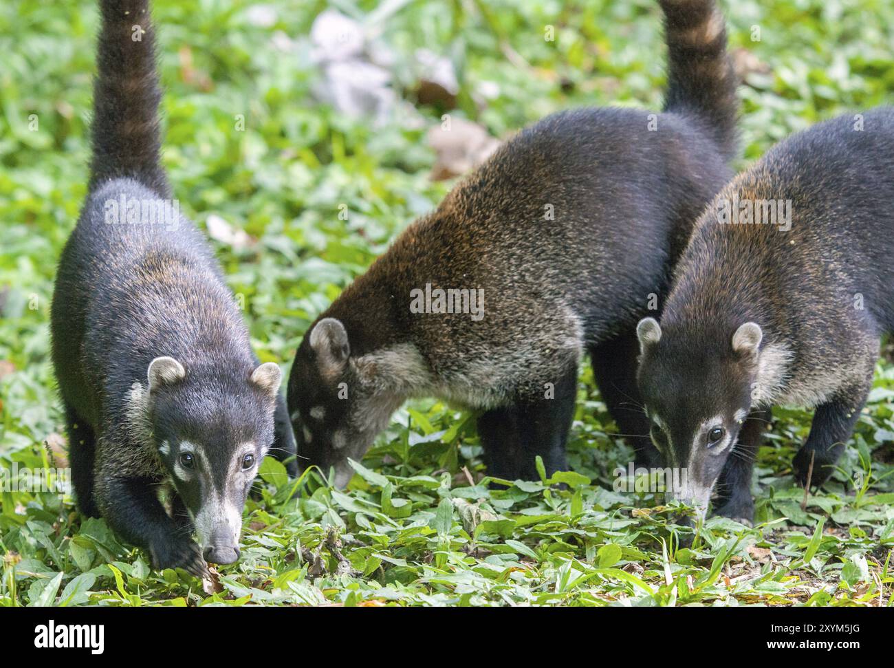 White-trunked coati in Costa Rica Stock Photo - Alamy