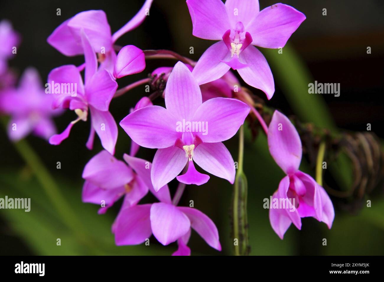 Exotic flowers in Bali Stock Photo - Alamy
