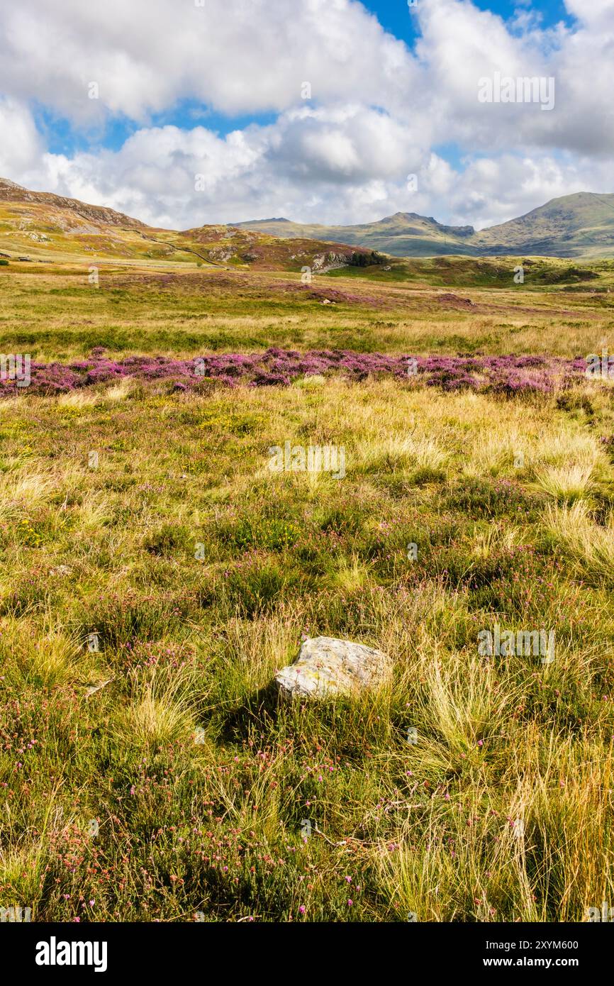 Heather moorland in summer hi-res stock photography and images - Alamy