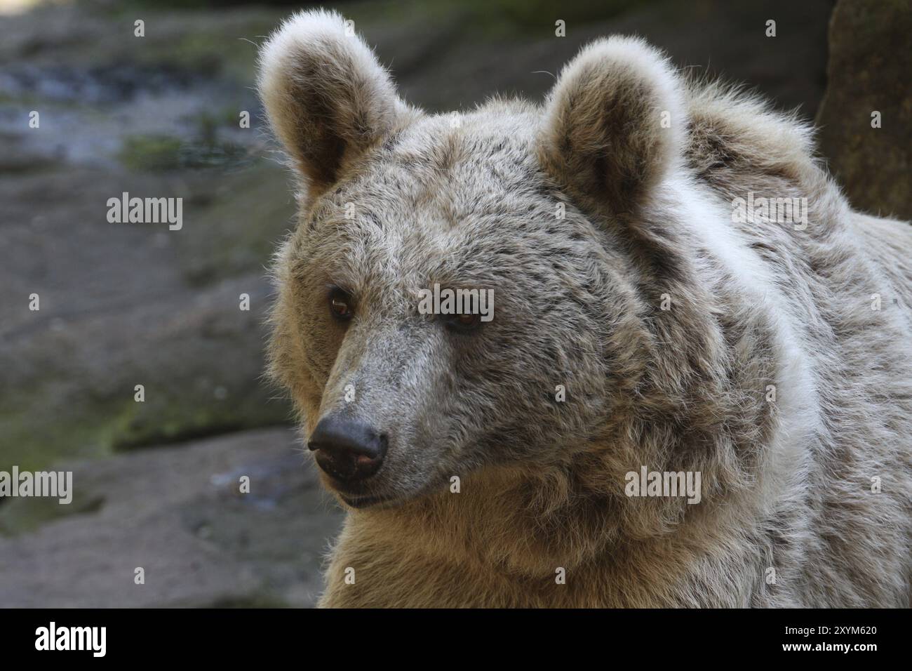 Syrian brown bear Stock Photo - Alamy