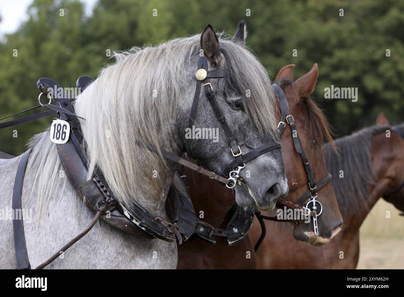 Poitevin horses hi-res stock photography and images - Alamy