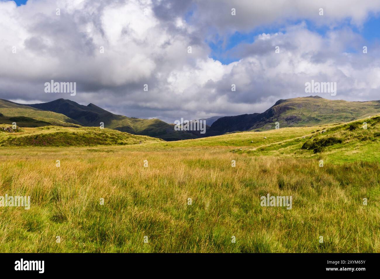 Sedges wales hi-res stock photography and images - Alamy
