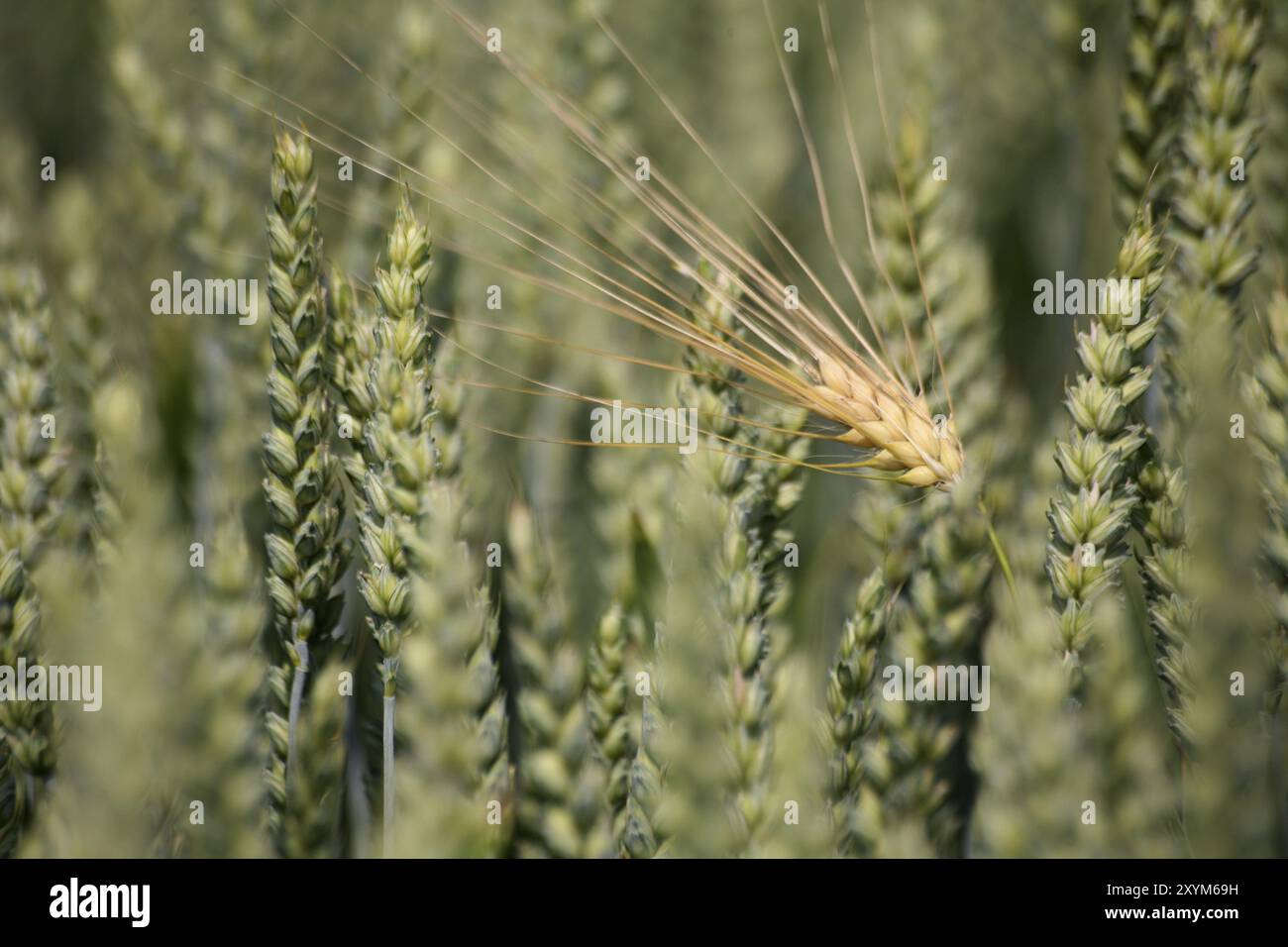 Green unripe wheat fields farm hi-res stock photography and images - Alamy